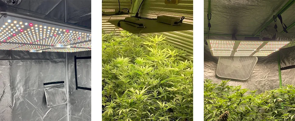 Quantum Board LED Grow Light Manufacturer- Auxgrow