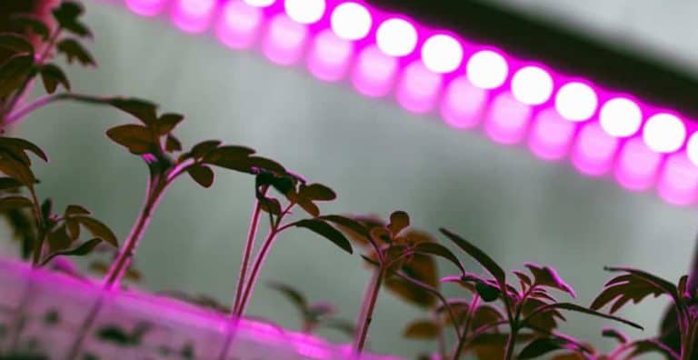 Why Are Grow Lights Purple?