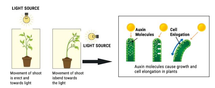 What Color Light Do Plants Grow Best In?