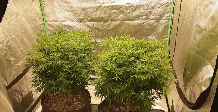 Can LED Grow Lights Burn Plants?