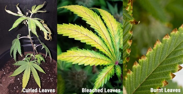 Can LED Grow Lights Burn Plants?