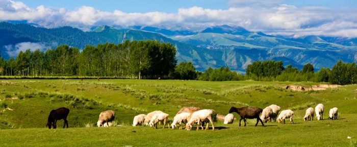 How to Grow Grass Indoors for Livestock Farming?