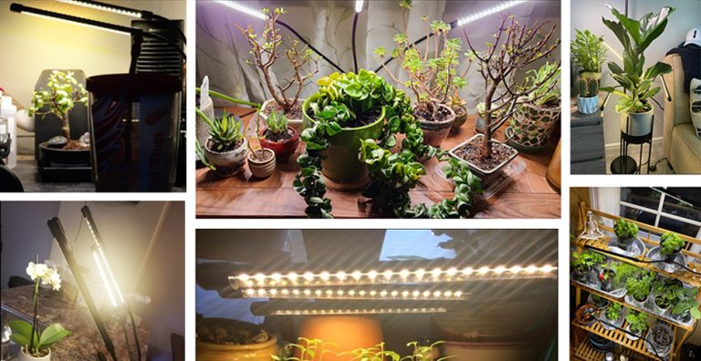 How to Use Clip-On Grow Lights for Plants?