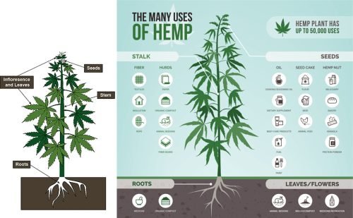 How Does Industrial Hemp Work？ - Auxgrow