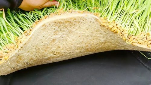 Hydroponic Fodder System - Auxgrow