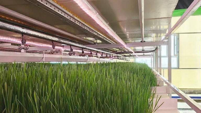 Hydroponic Fodder System - Auxgrow