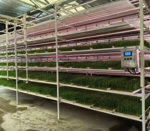 Hydroponic Fodder System - Auxgrow