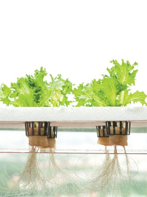 What is A Soilless Culture? - Auxgrow